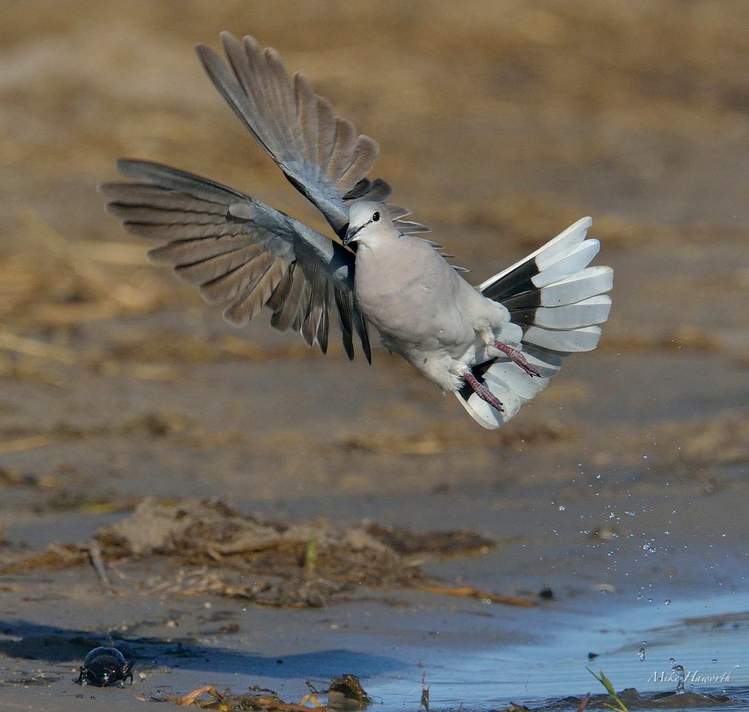 Chobe Photography – flying birds | Howie's Wildlife Images