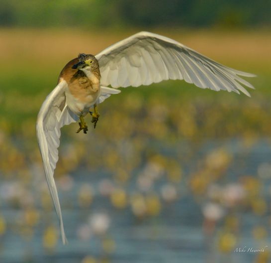 Chobe Photography – flying birds | Howie's Wildlife Images