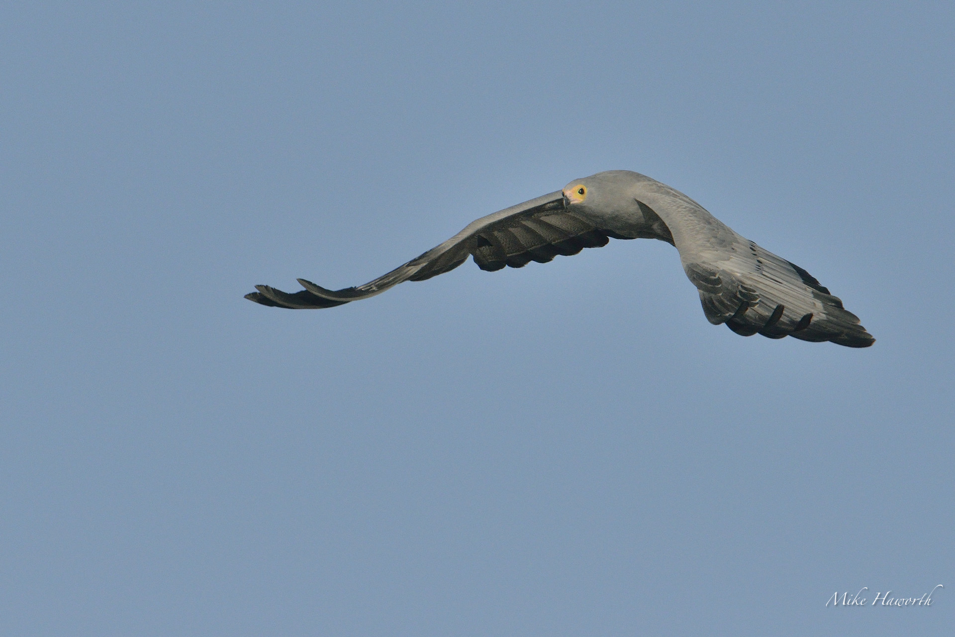 Harrier-Hawks | Howie's Wildlife Images