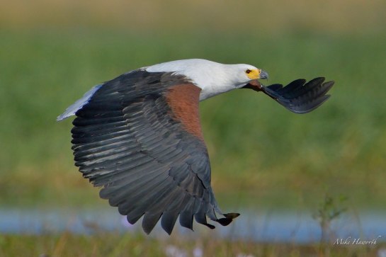 Chobe Photography – flying birds | Howie's Wildlife Images