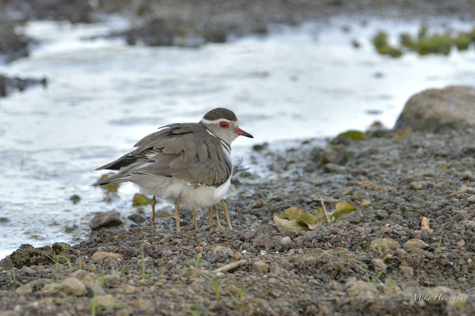 June | 2013 | Howie's Wildlife Images