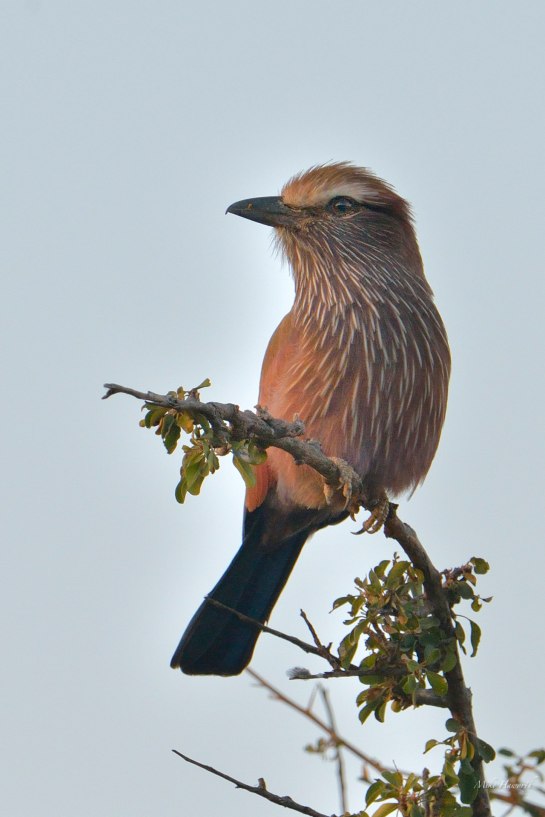 June | 2013 | Howie's Wildlife Images