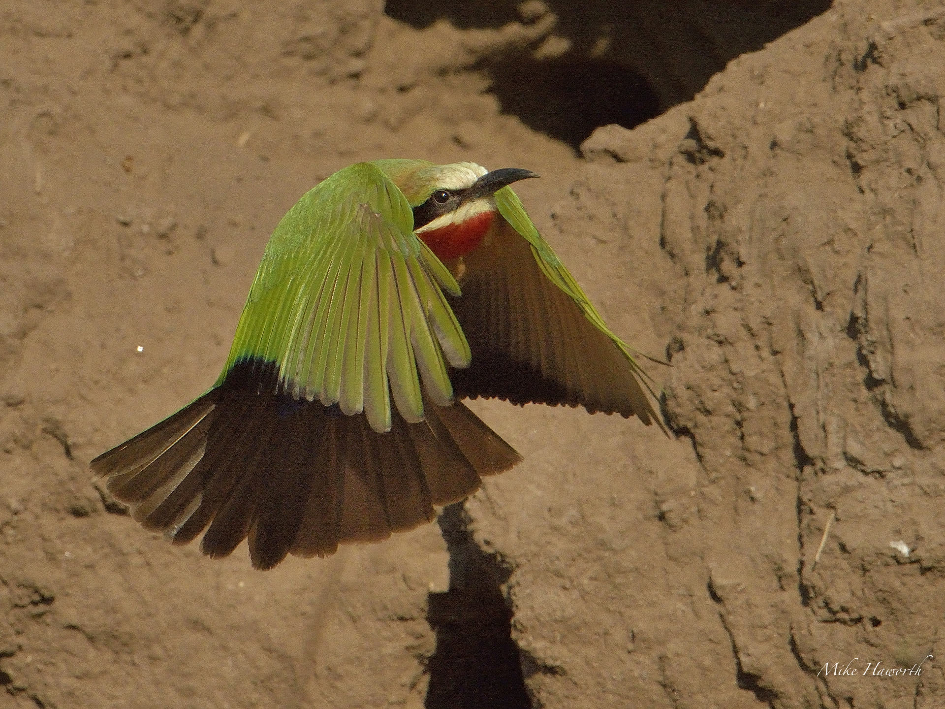 June | 2013 | Howie's Wildlife Images