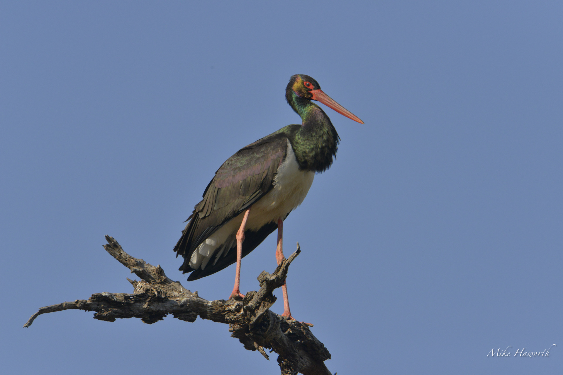 June | 2013 | Howie's Wildlife Images