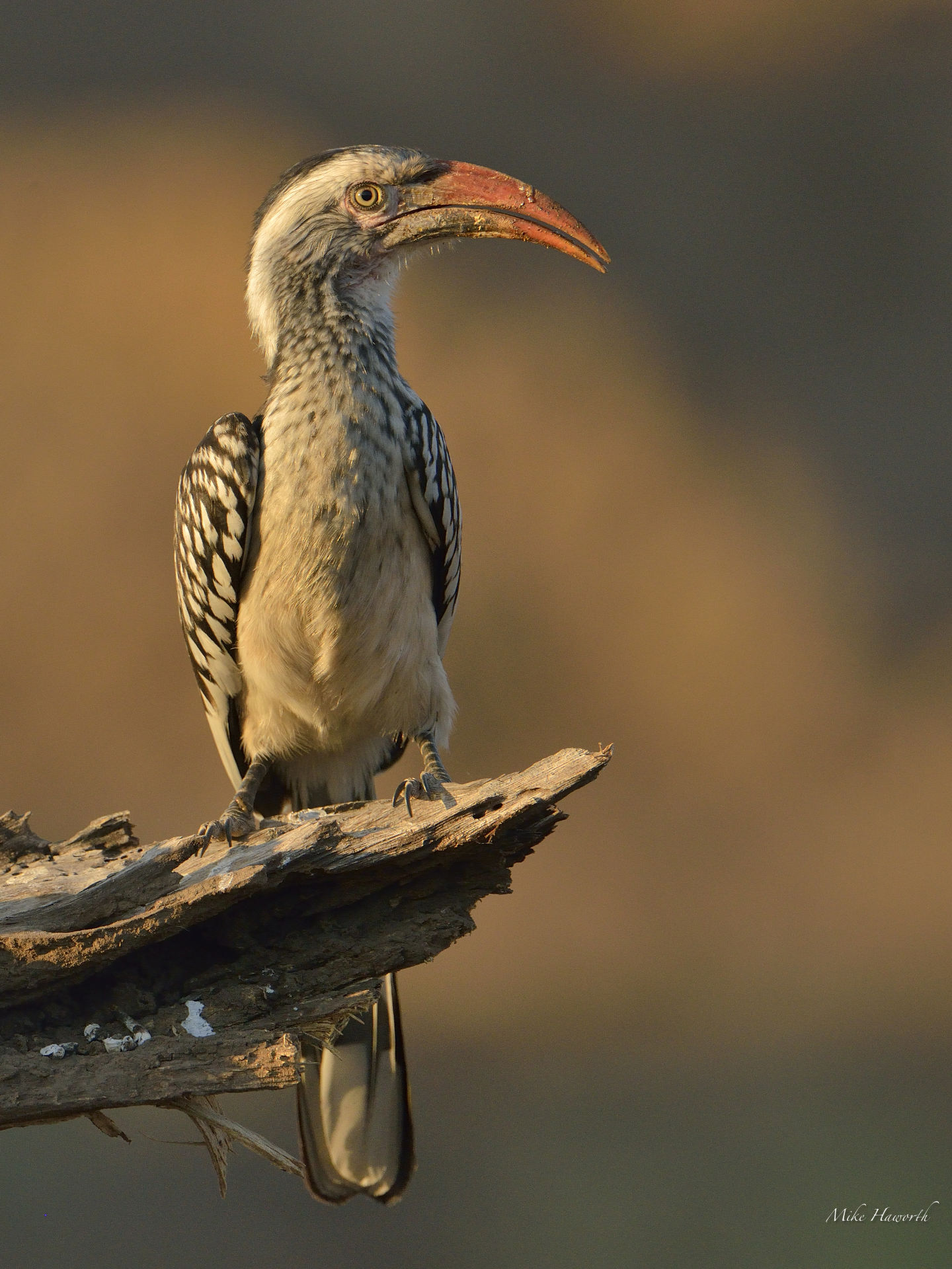 June | 2013 | Howie's Wildlife Images