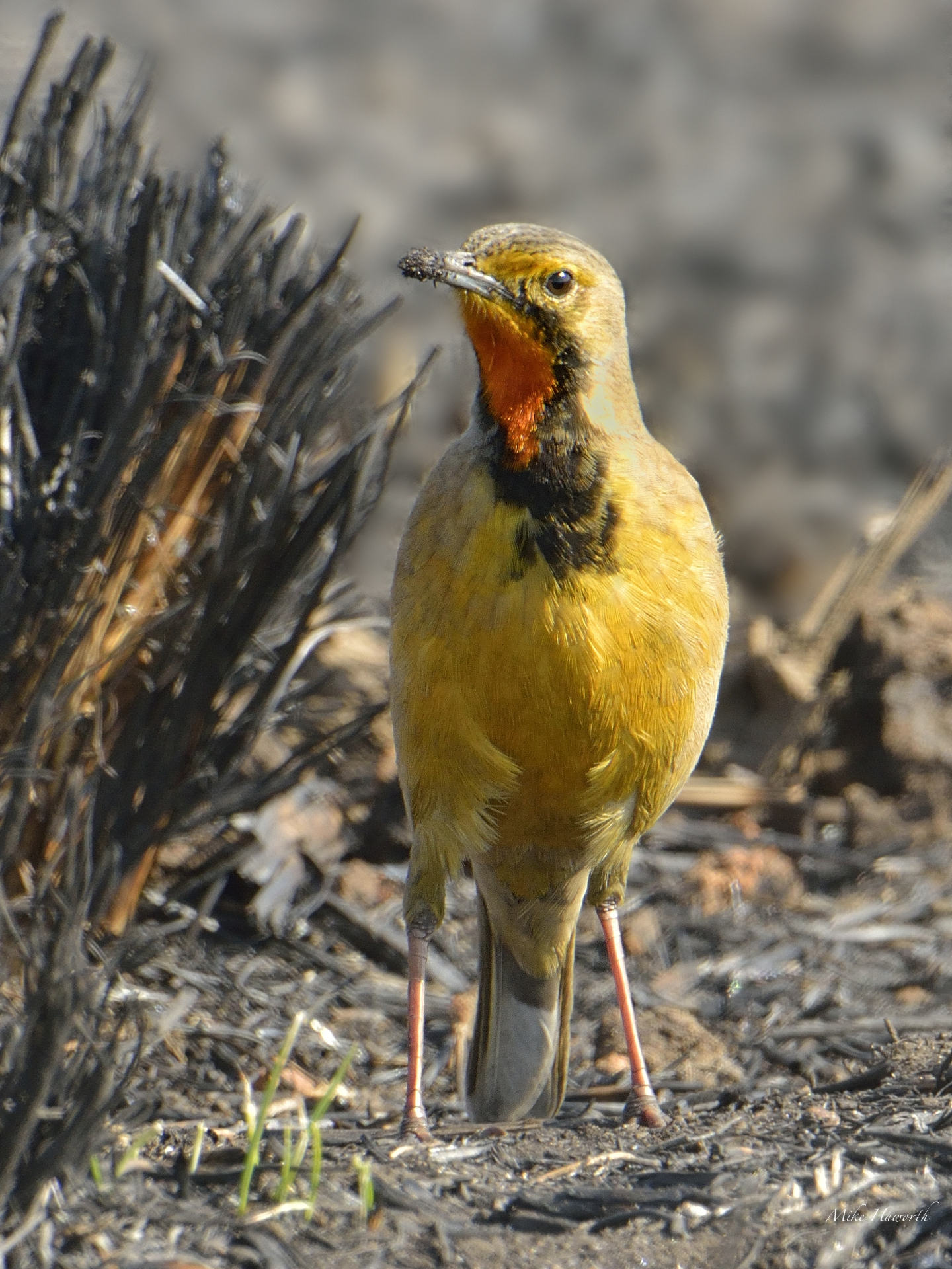 Longclaws | Howie's Wildlife Images