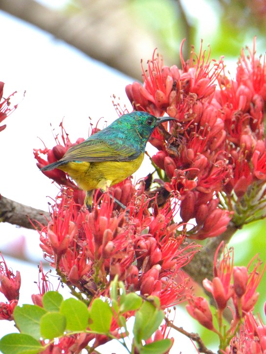 Sunbirds | Howie's Wildlife Images