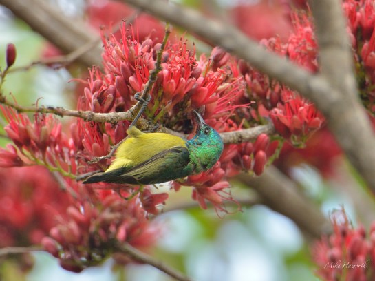 Sunbirds | Howie's Wildlife Images