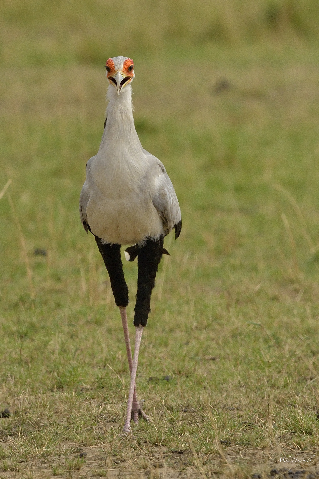 Secretary Birds | Howie's Wildlife Images