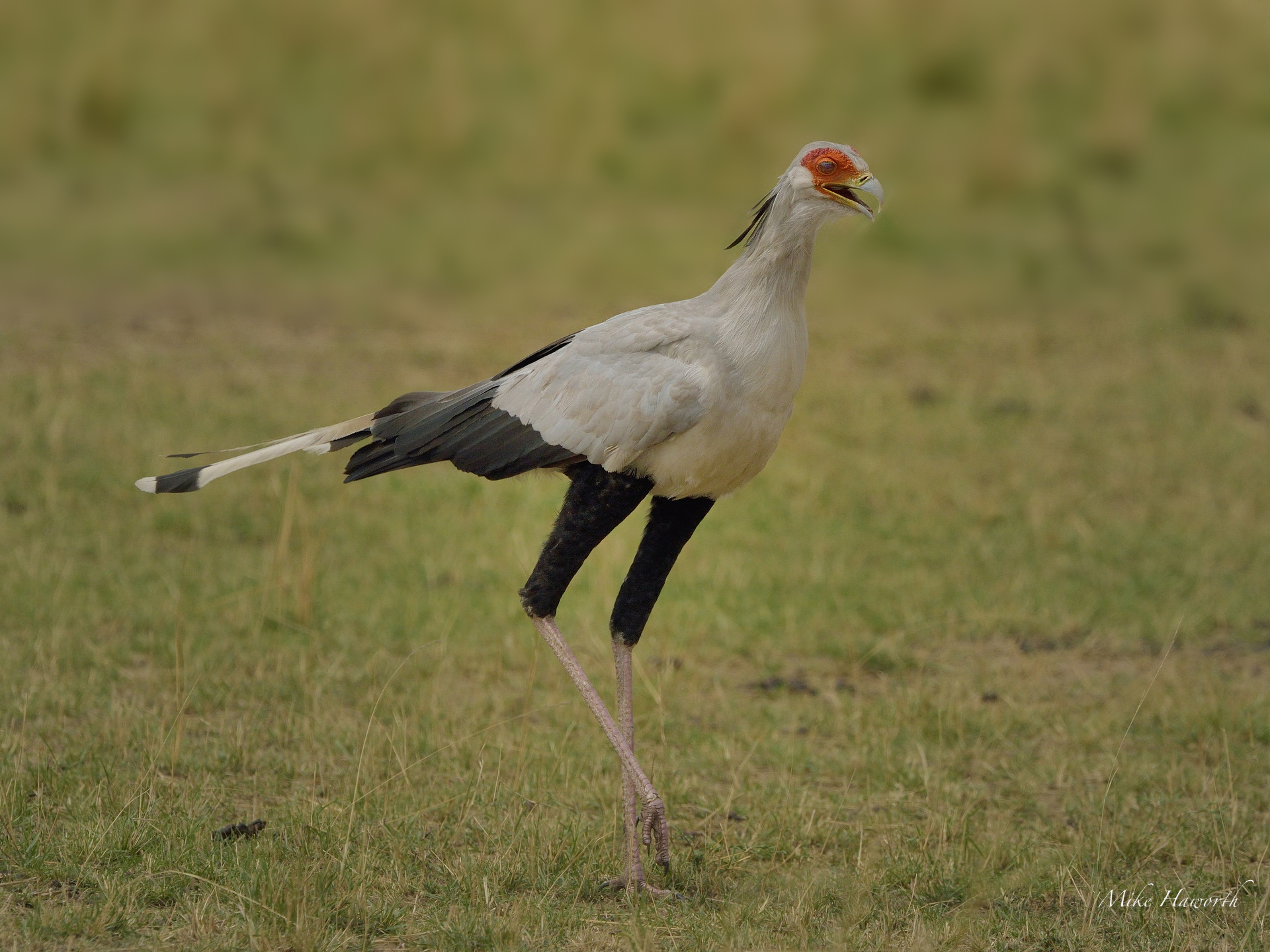 Secretary Birds | Howie's Wildlife Images