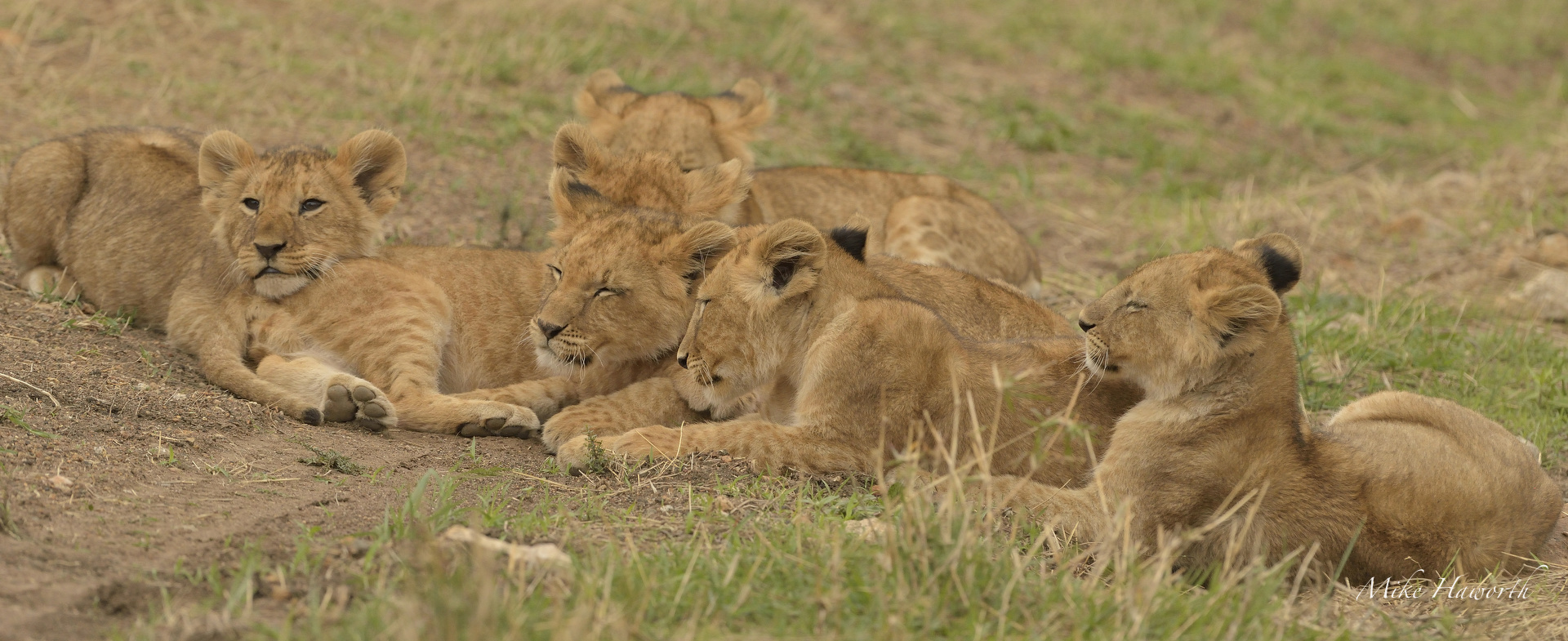 Masai Mara – big cats | Howie's Wildlife Images