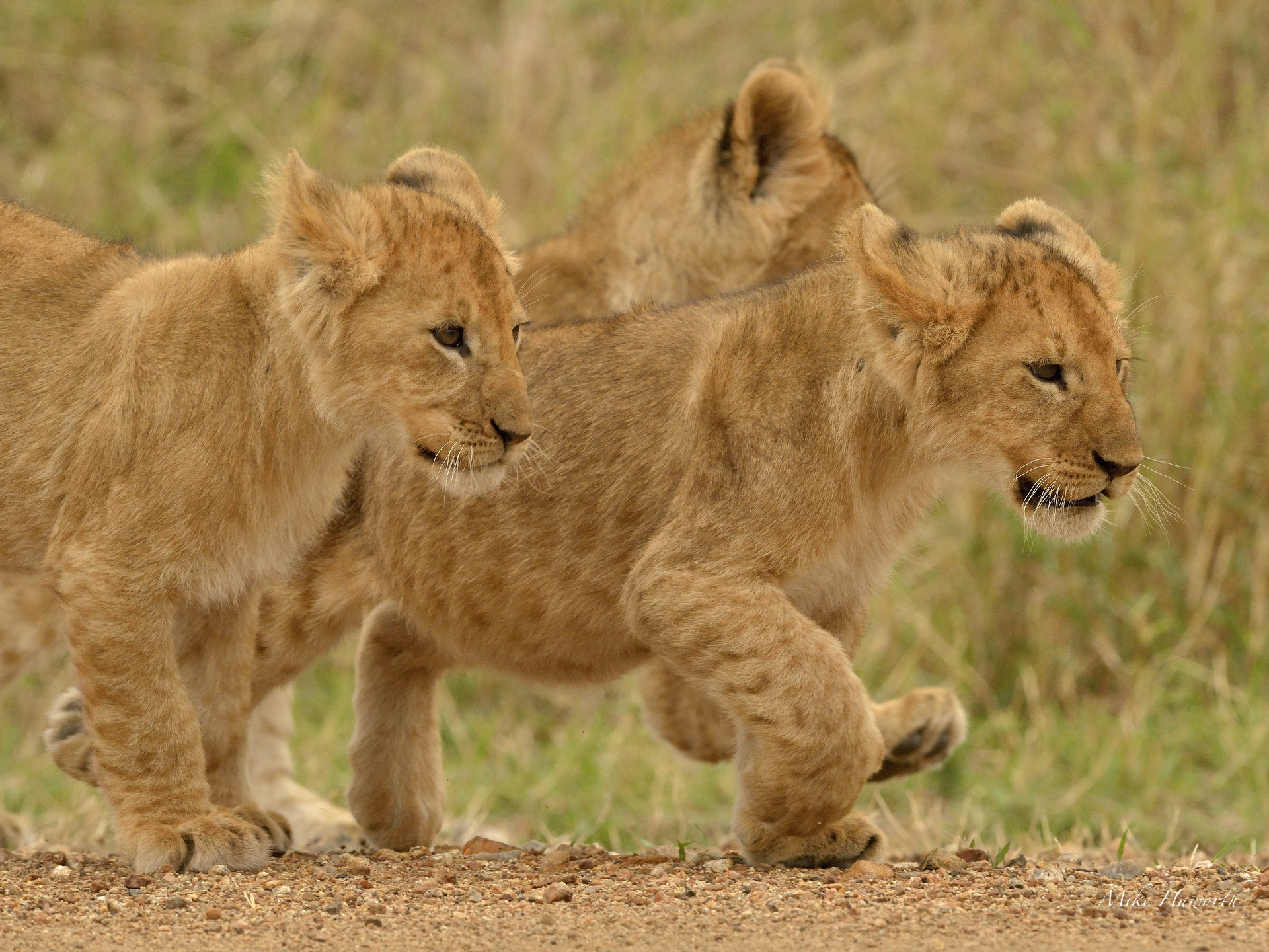 Masai Mara – big cats | Howie's Wildlife Images