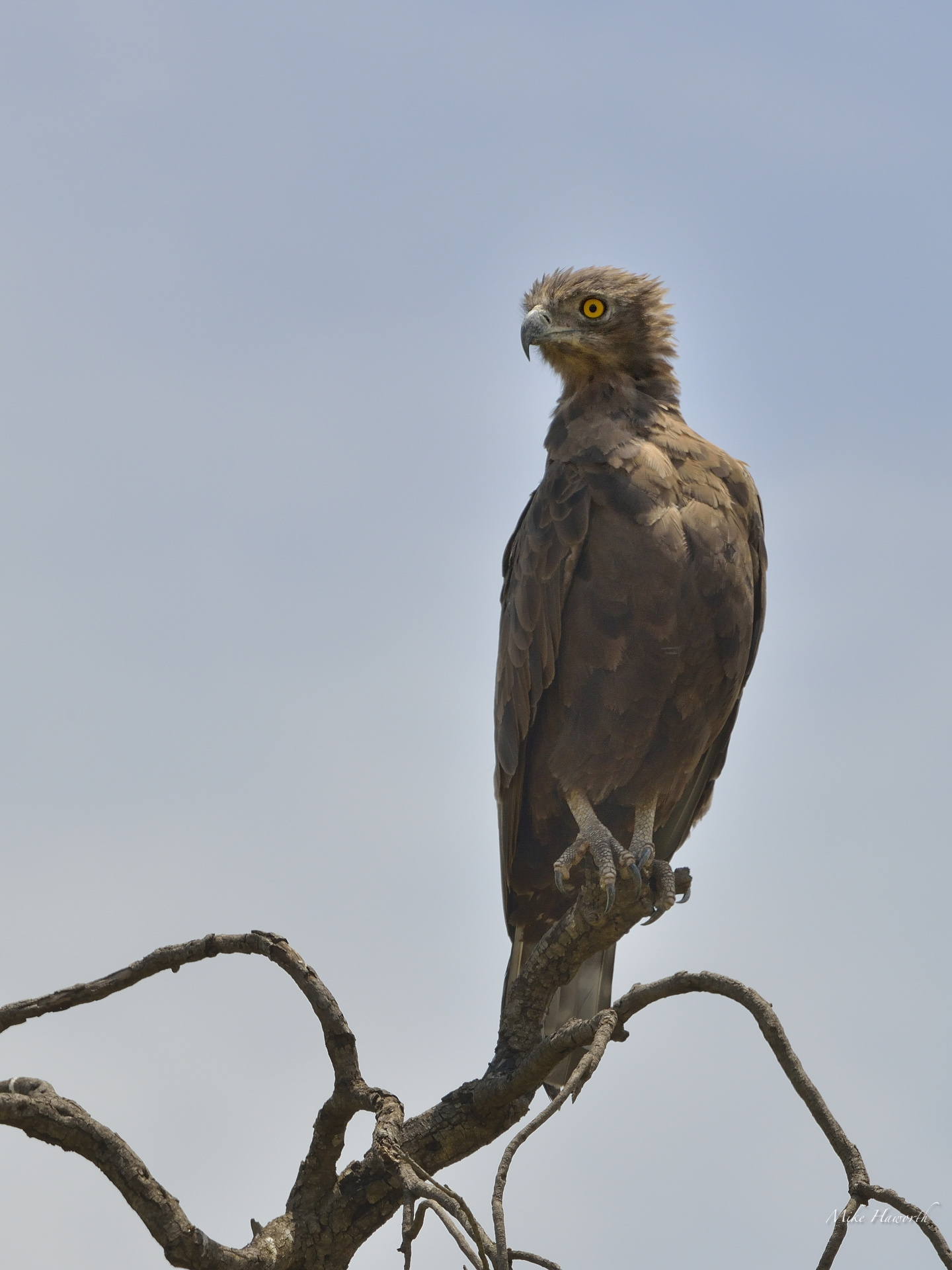 Snake-Eagles | Howie's Wildlife Images