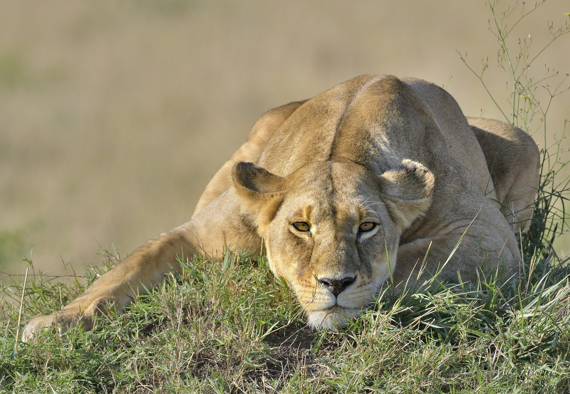 Masai Mara – big cats | Howie's Wildlife Images