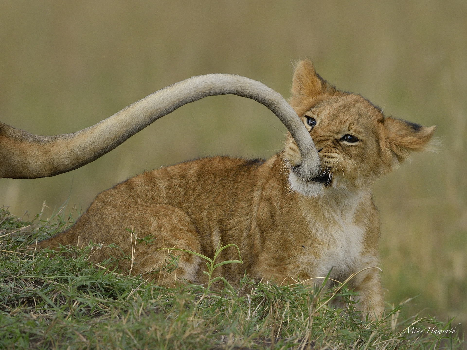 Masai Mara – big cats | Howie's Wildlife Images
