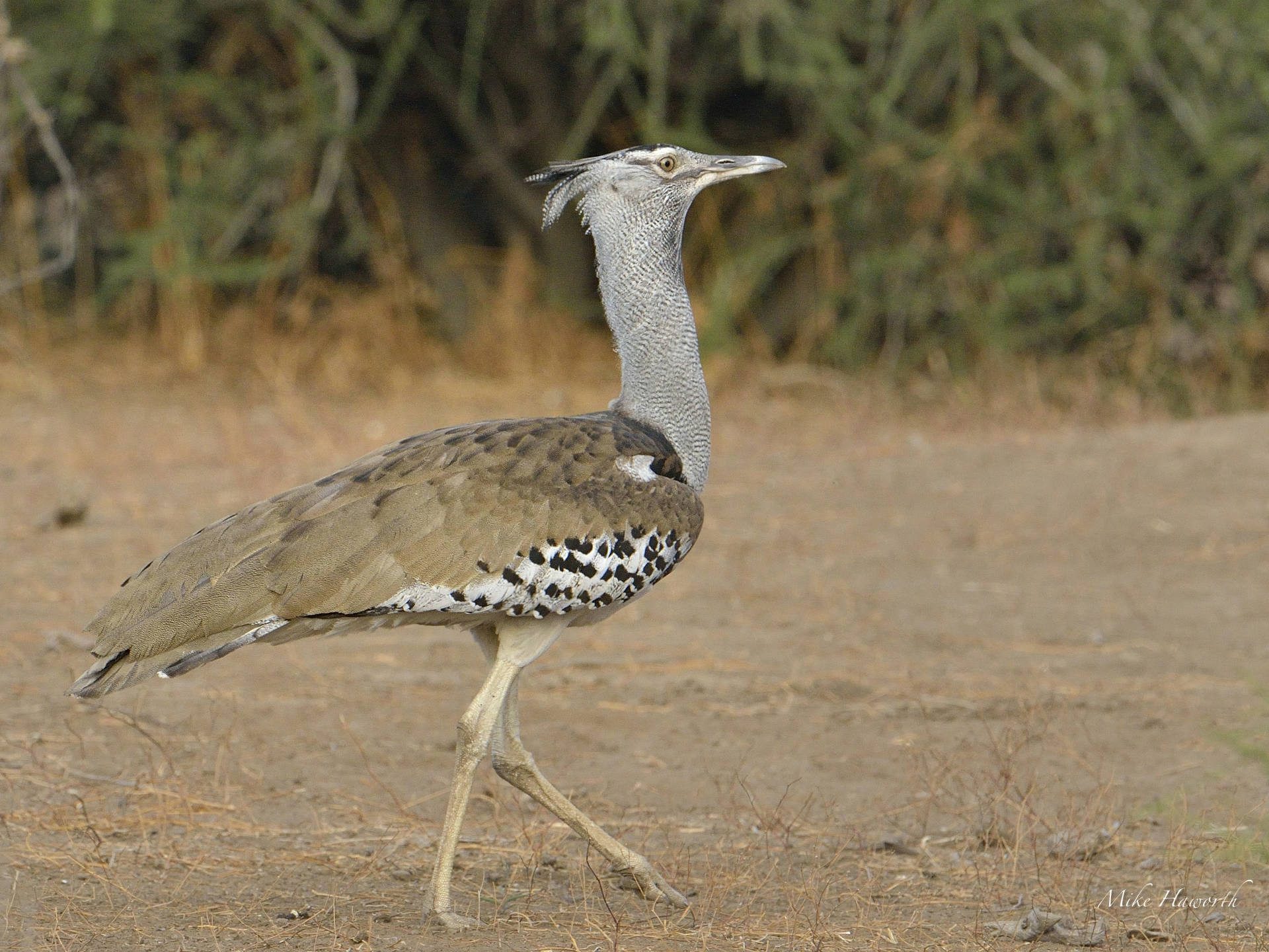 Mashatu’s fine feathers | Howie's Wildlife Images