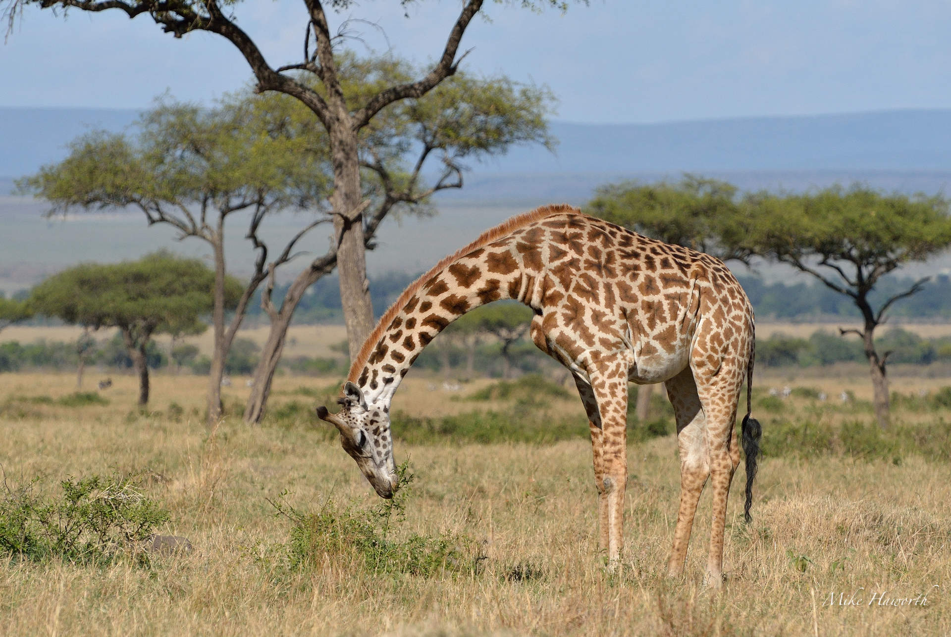 November | 2013 | Howie's Wildlife Images