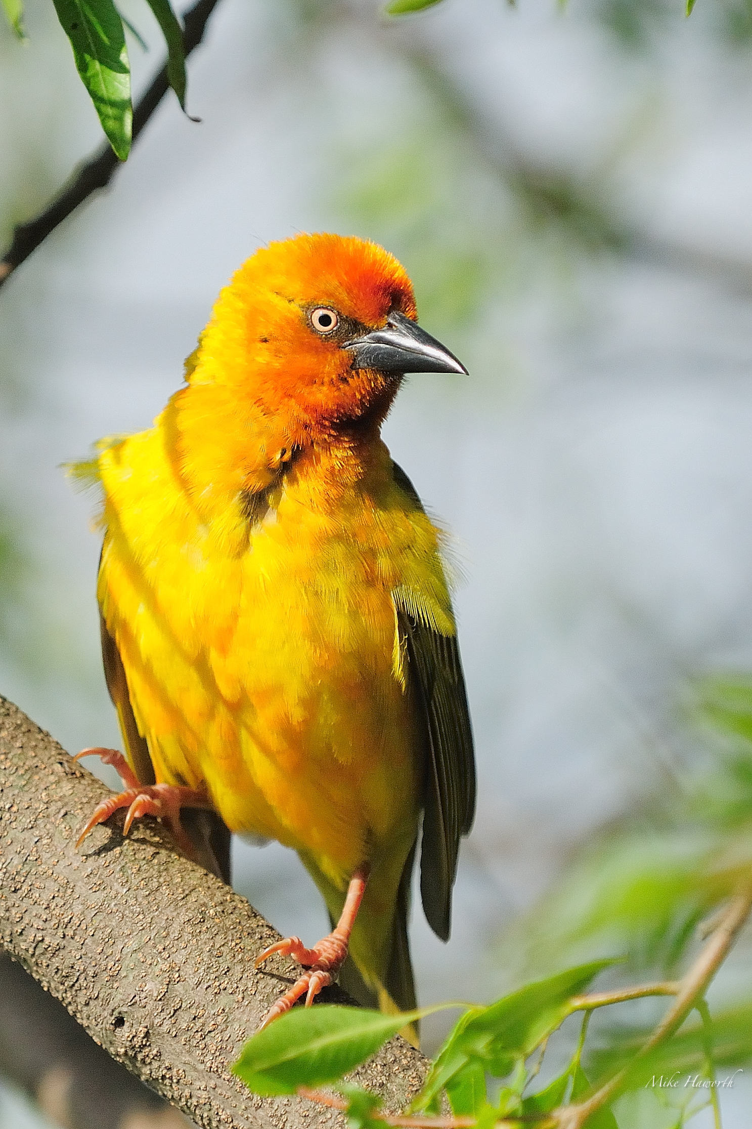 Weavers, Sparrow-Weavers and Buffalo-Weavers | Howie's Wildlife Images