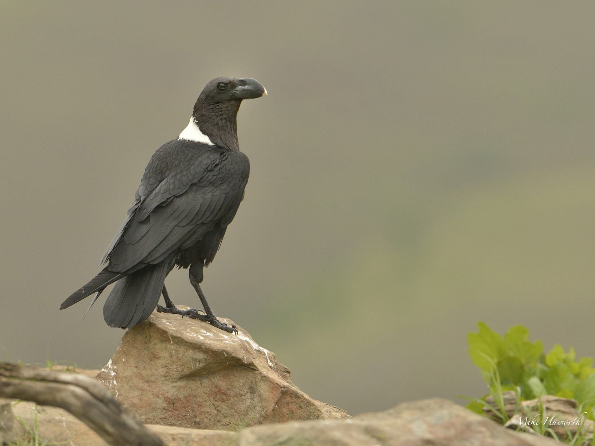 Little gems found in the Giant’s Castle | Howie's Wildlife Images