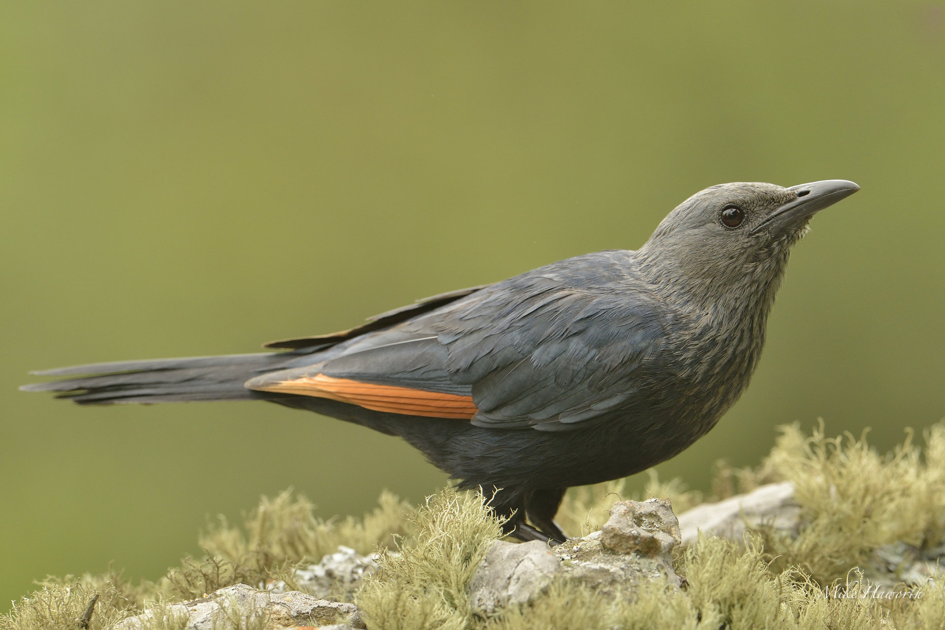 Little gems found in the Giant’s Castle | Howie's Wildlife Images