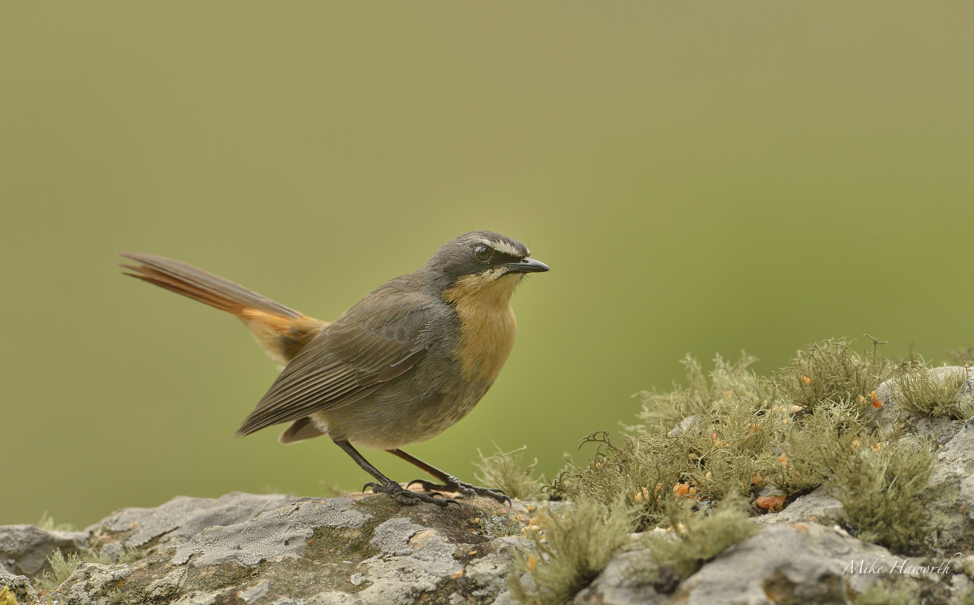 Little gems found in the Giant’s Castle | Howie's Wildlife Images