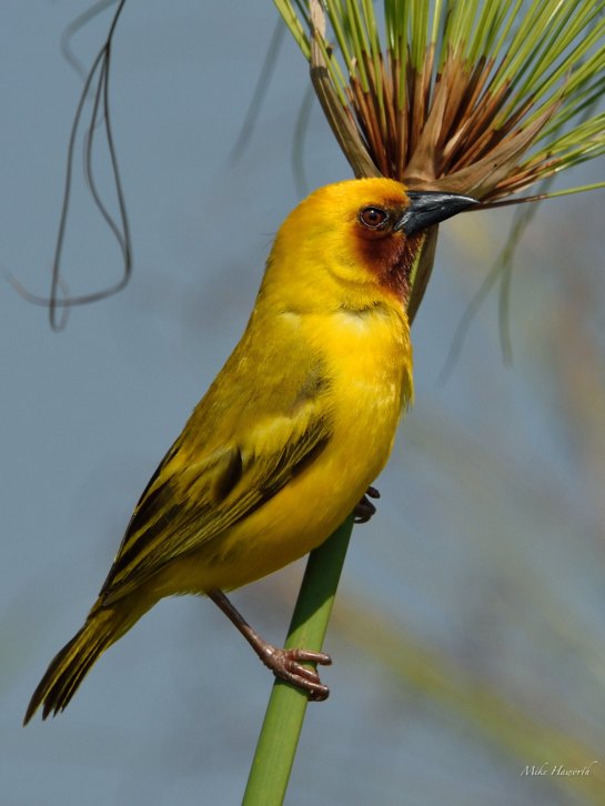 Weavers, Sparrow-Weavers and Buffalo-Weavers | Howie's Wildlife Images