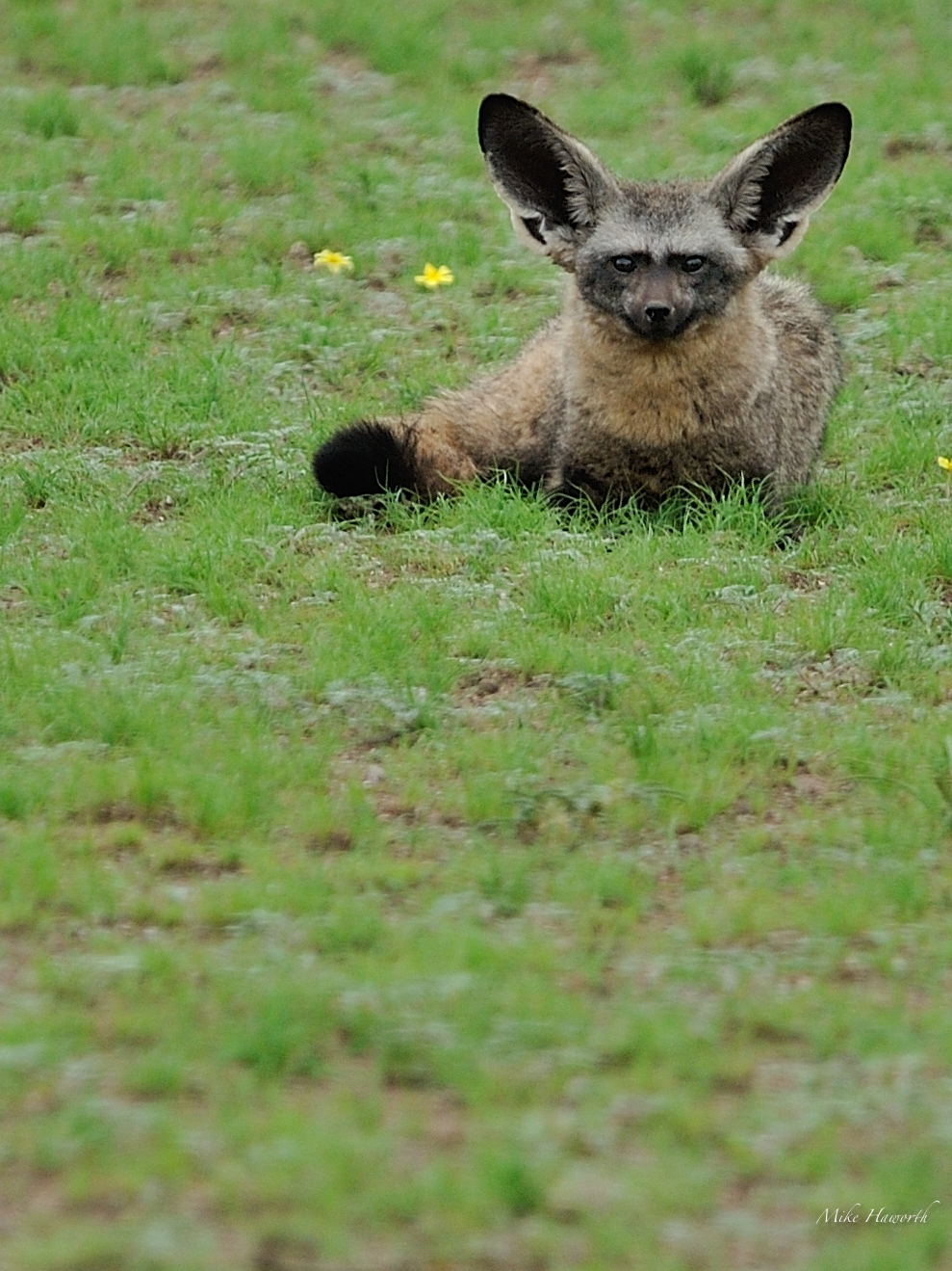 Bat-eared foxes | Howie's Wildlife Images