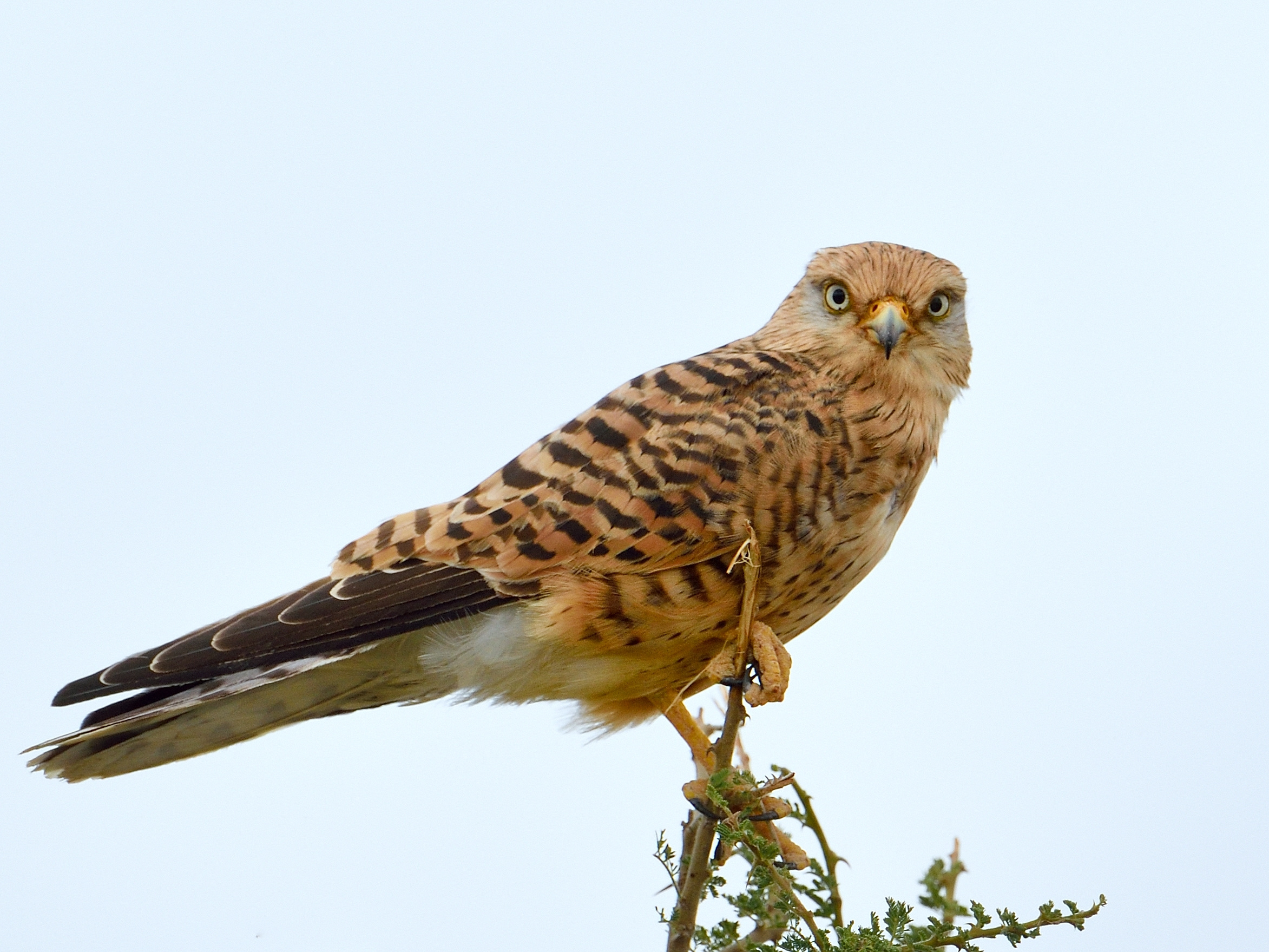 Kites and Kestrels | Howie's Wildlife Images