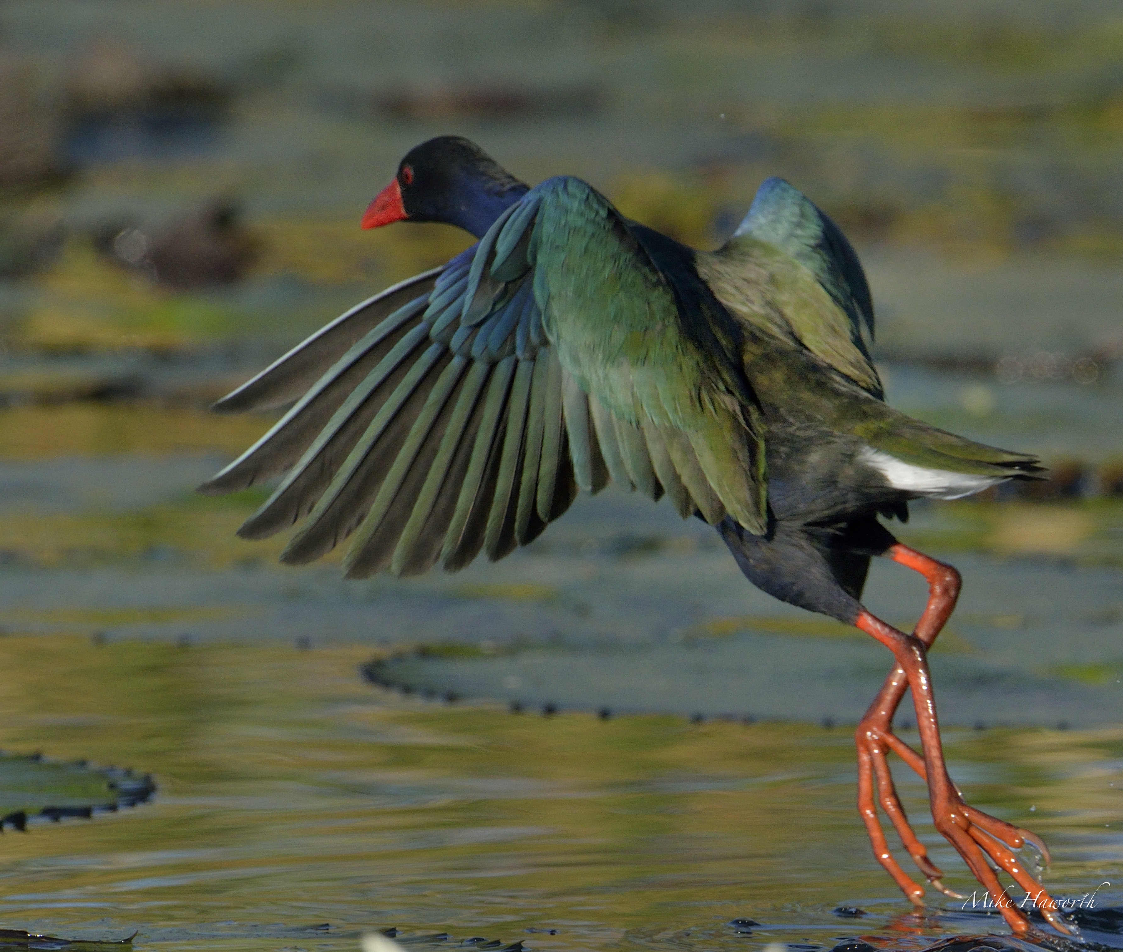 Gallinules | Howie's Wildlife Images