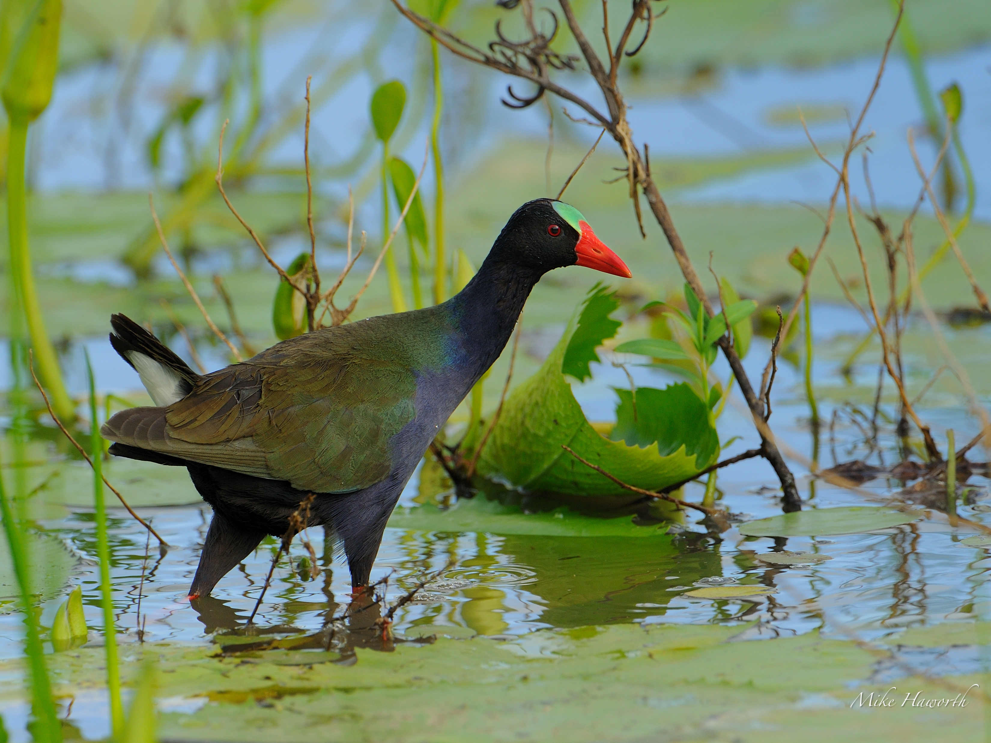 Gallinules | Howie's Wildlife Images