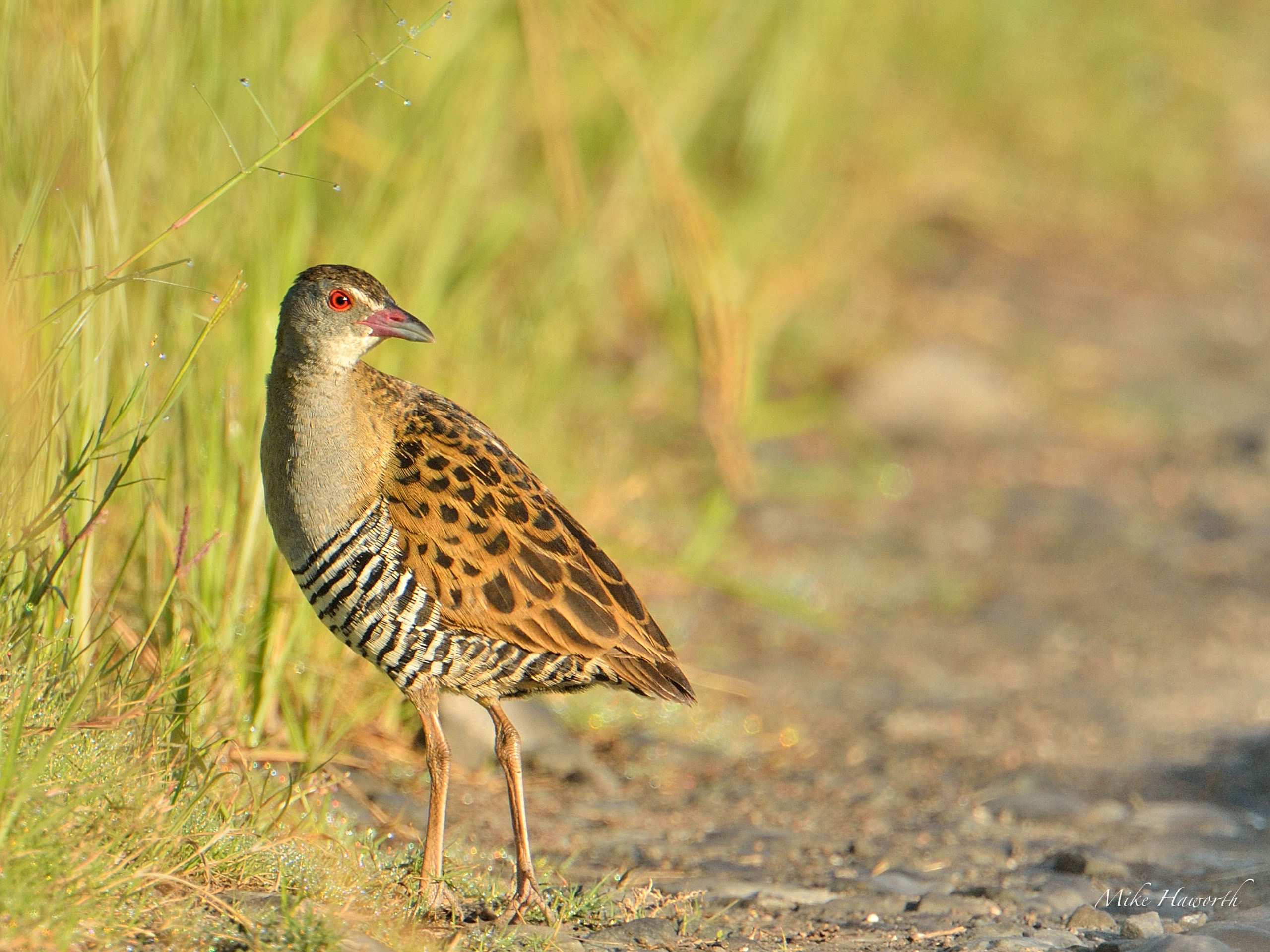 Crakes | Howie's Wildlife Images