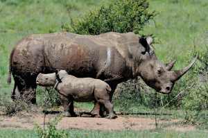 Rhinos falling | Howie's Wildlife Images