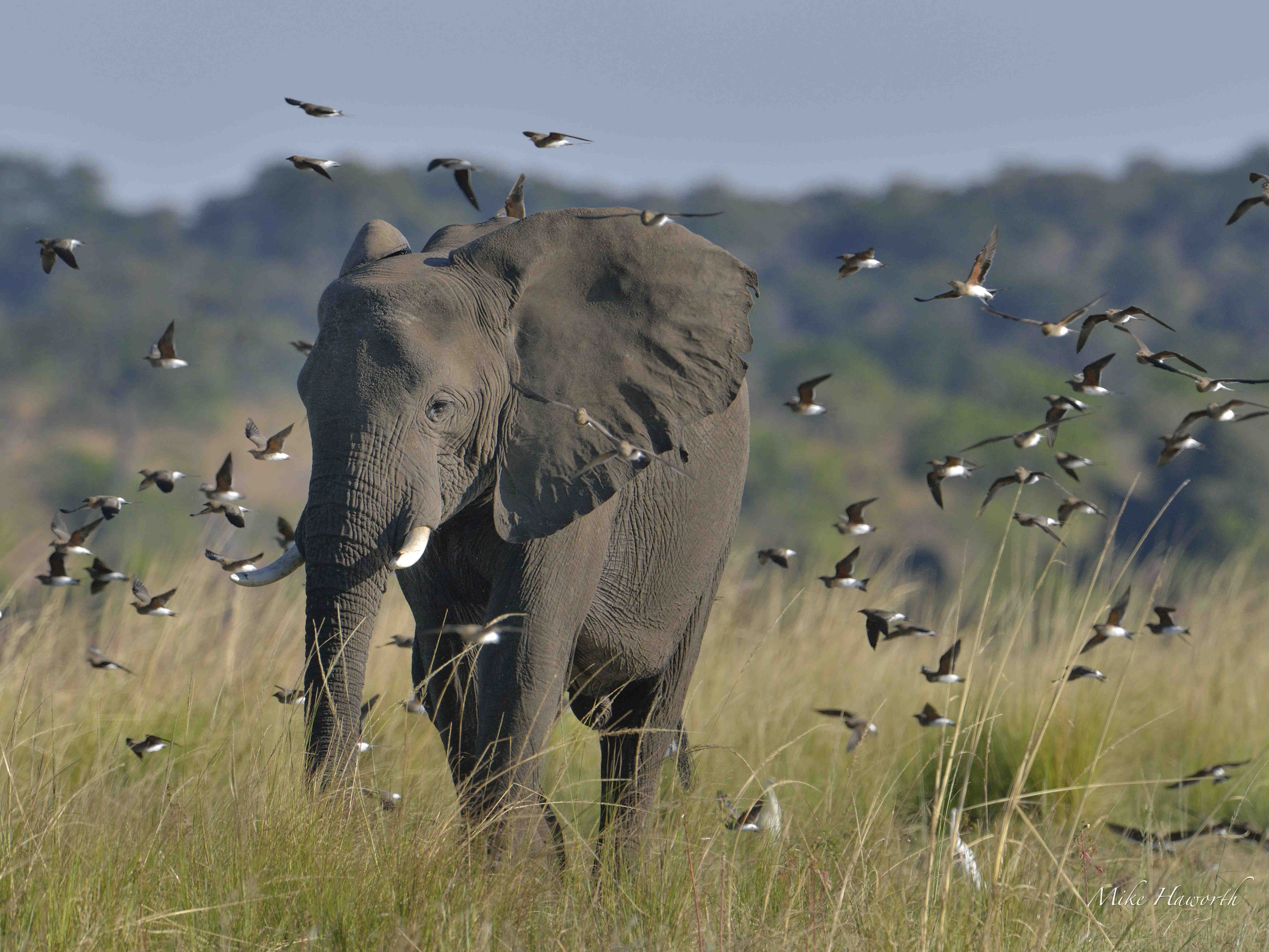 Murmurations | Howie's Wildlife Images