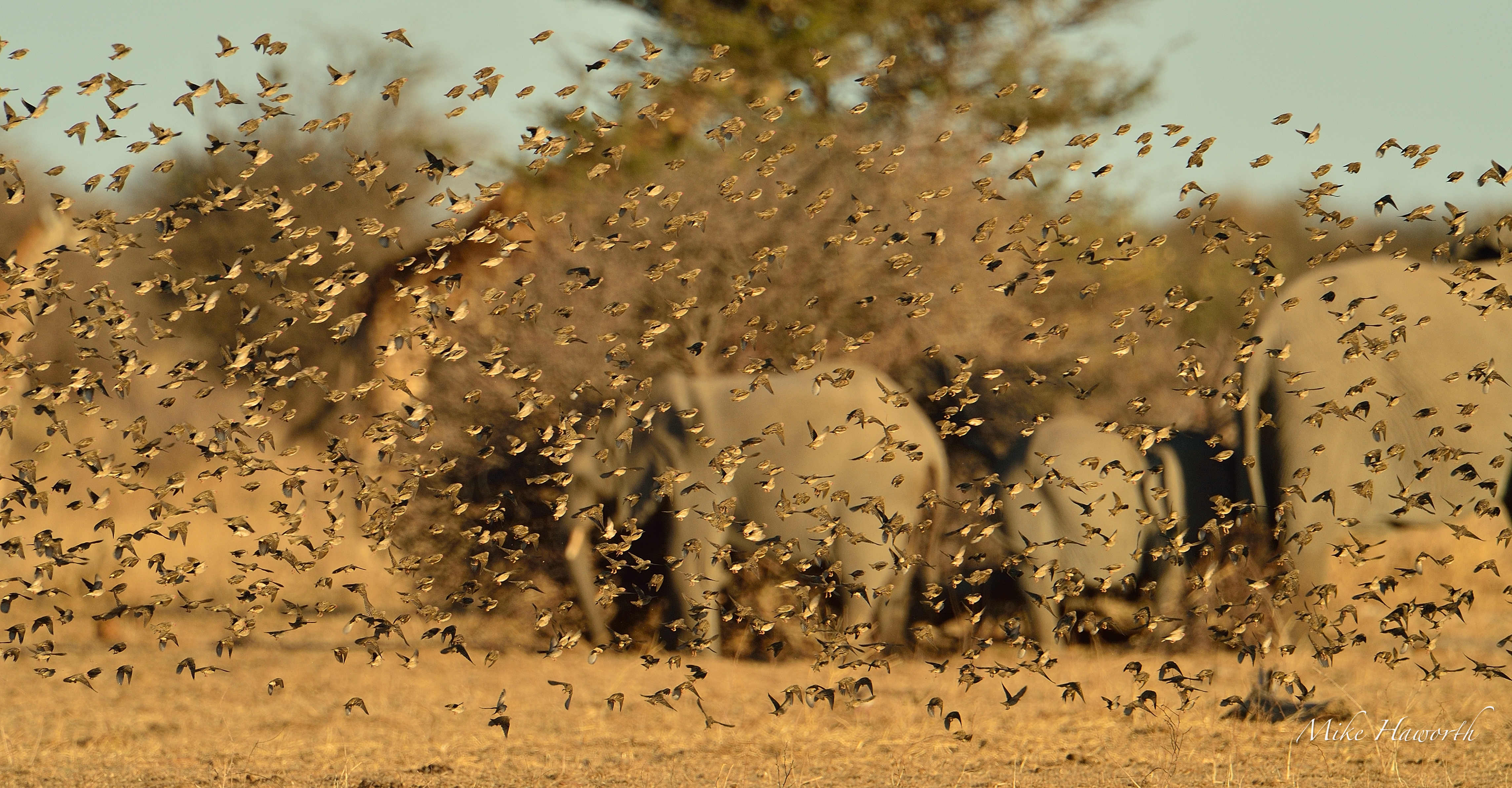 Murmurations | Howie's Wildlife Images