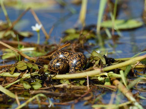 Chobe’s Jacana season | Howie's Wildlife Images