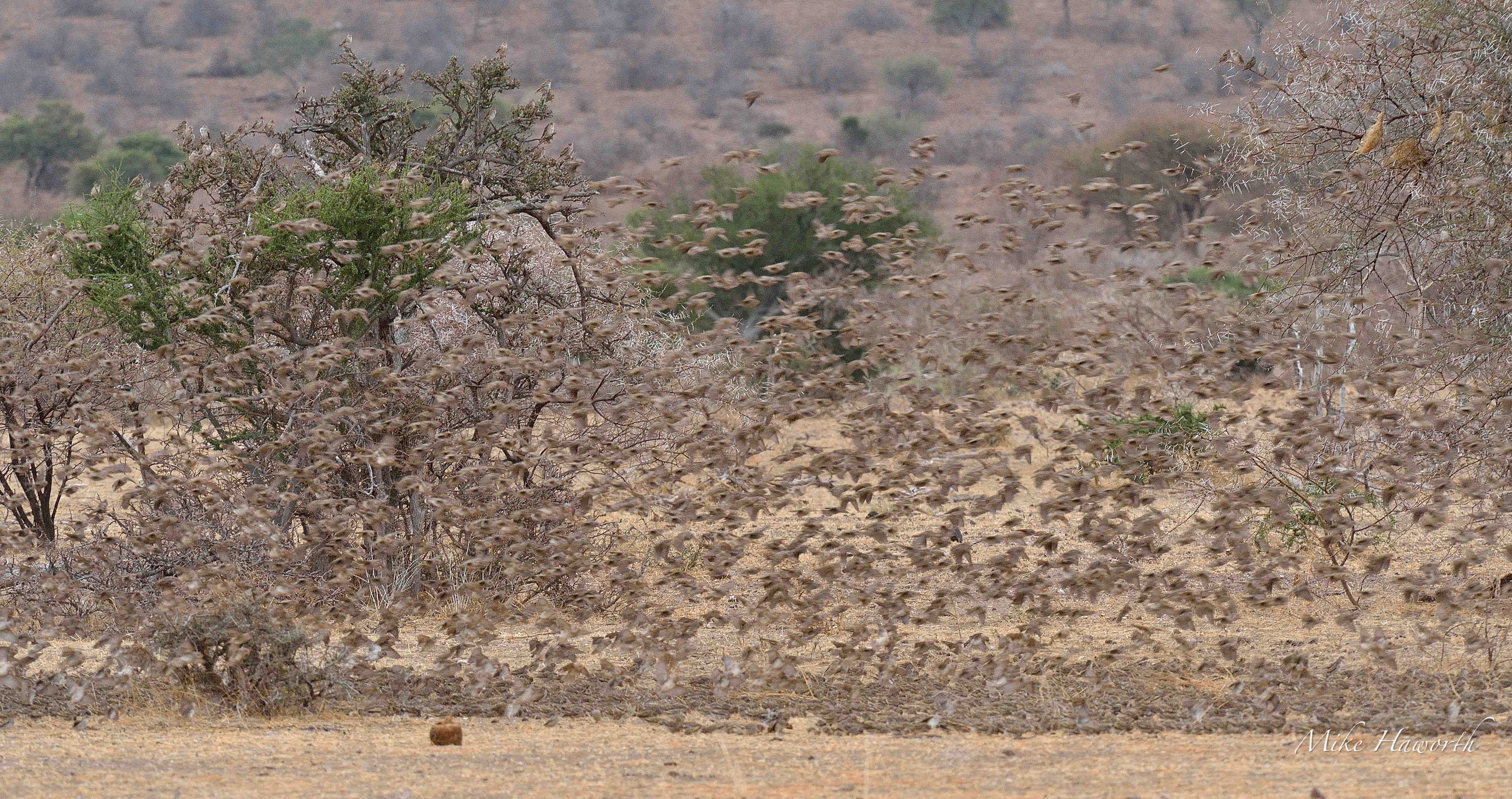 Murmurations | Howie's Wildlife Images