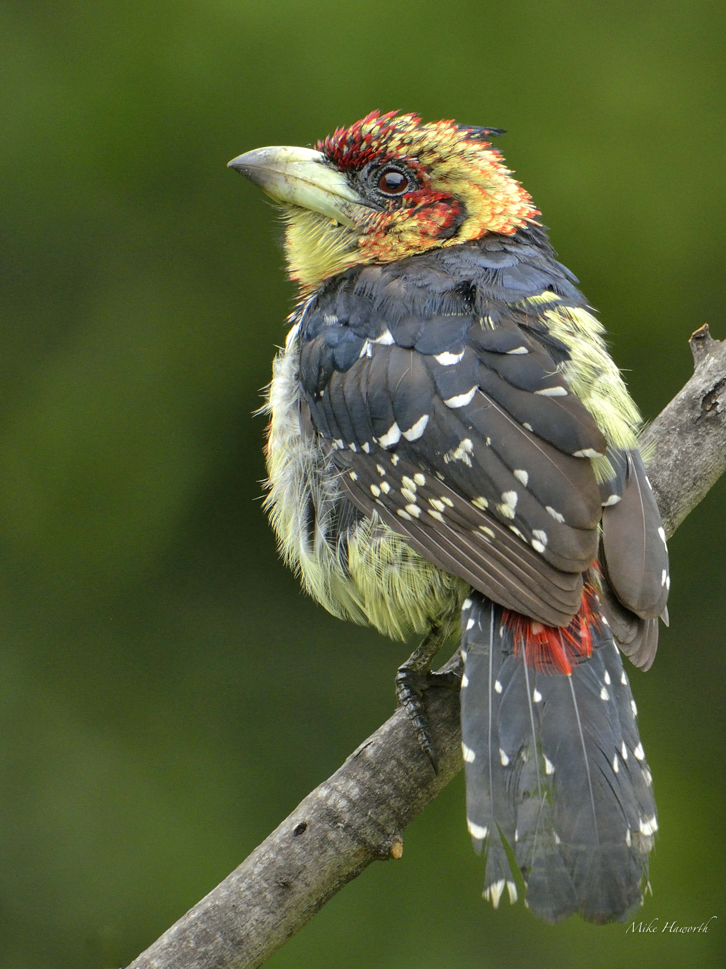Barbets | Howie's Wildlife Images