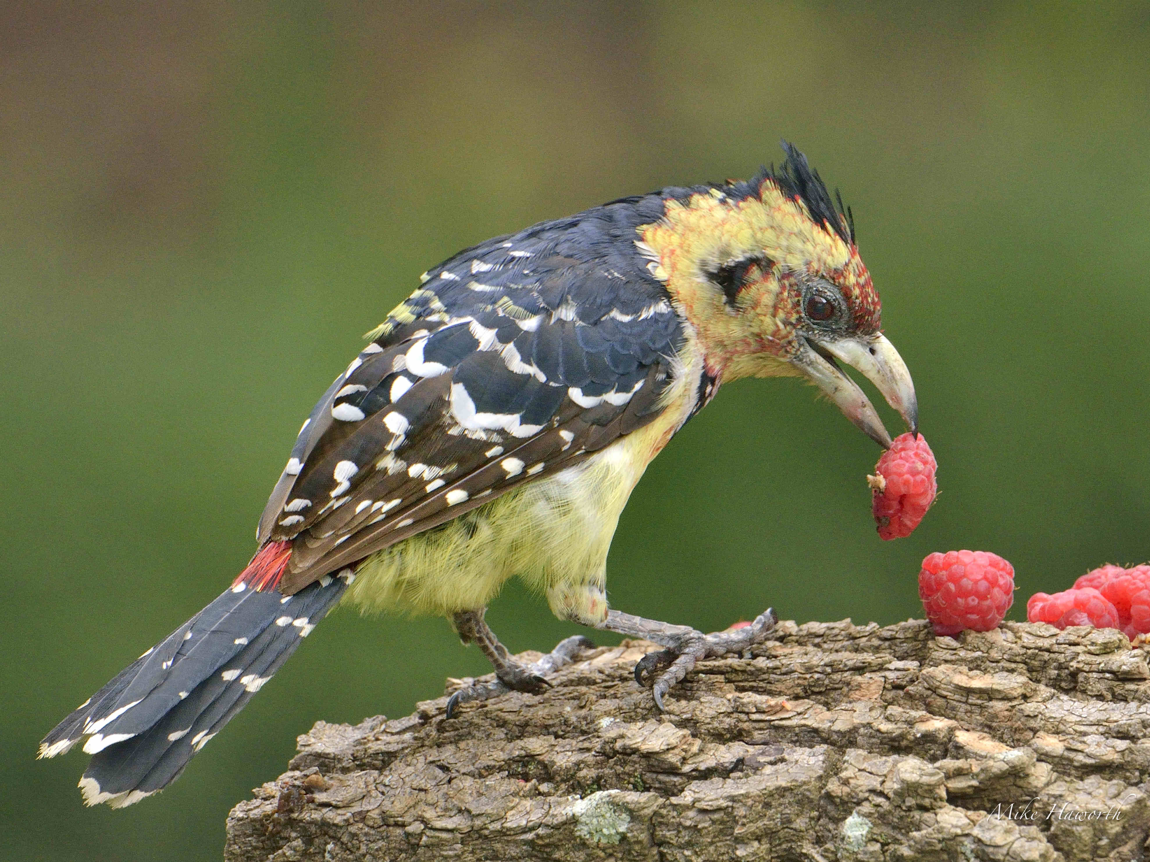 Barbets | Howie's Wildlife Images