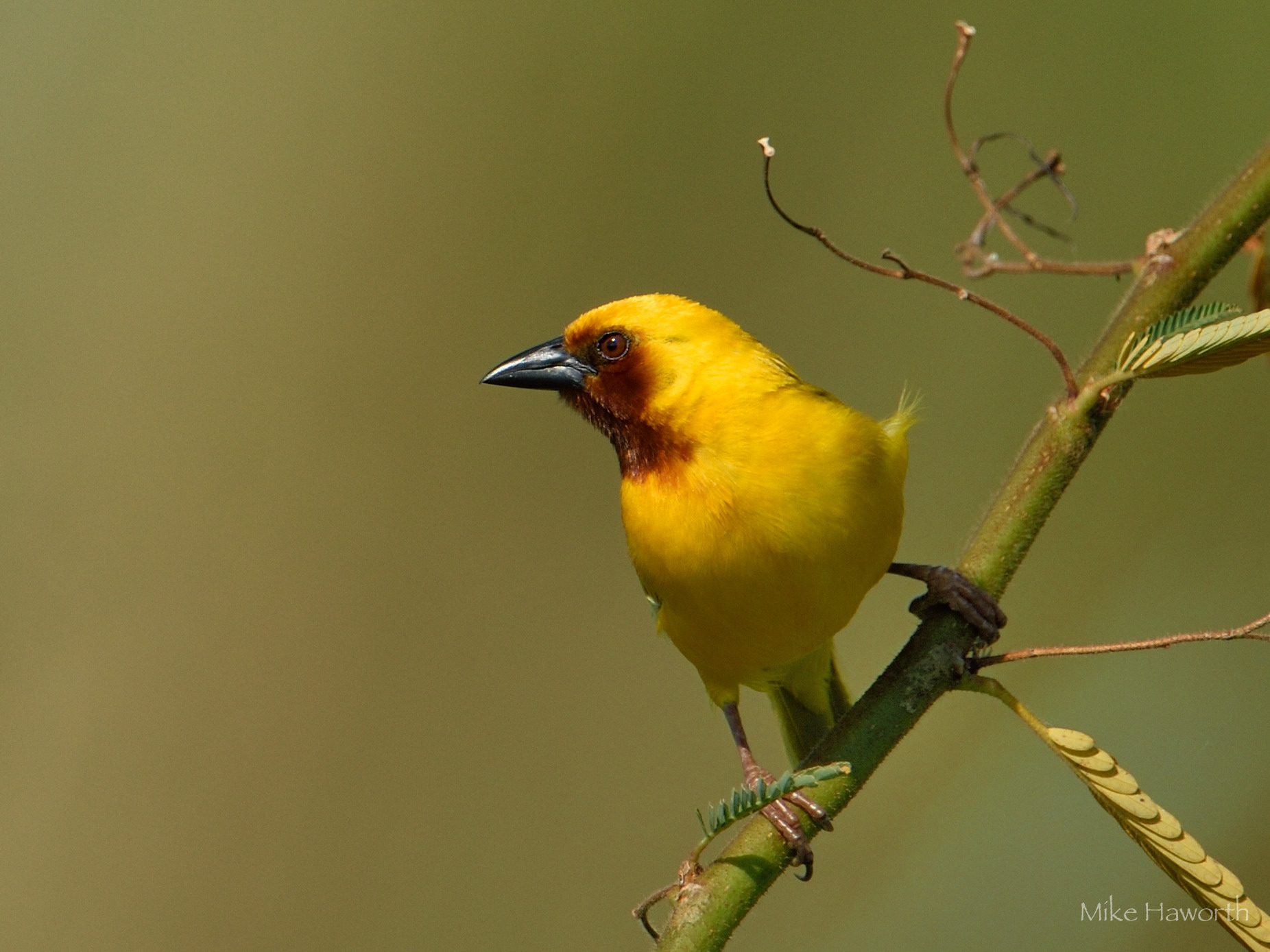 Weavers, Sparrow-Weavers and Buffalo-Weavers | Howie's Wildlife Images