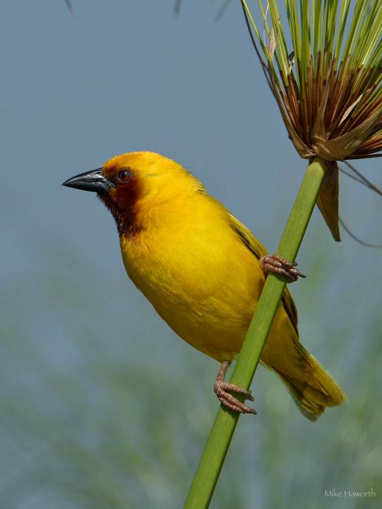 Weavers, Sparrow-Weavers and Buffalo-Weavers | Howie's Wildlife Images