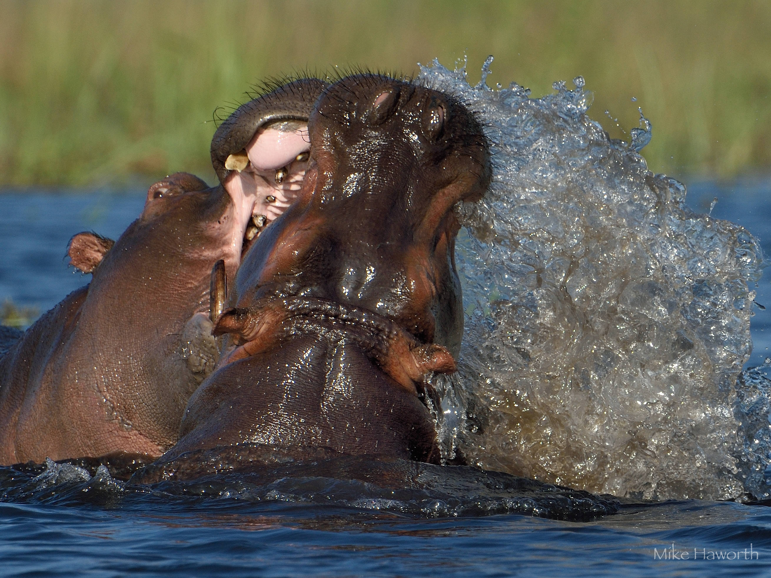 Chobe river wildlife photography | Howie's Wildlife Images