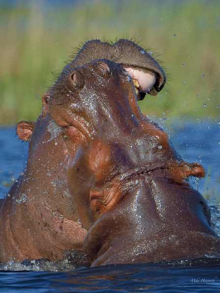 Hippo aggression | Howie's Wildlife Images