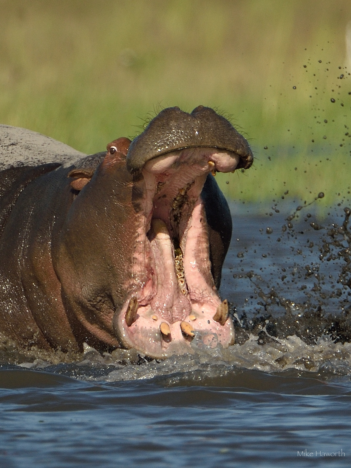 Hippo aggression | Howie's Wildlife Images