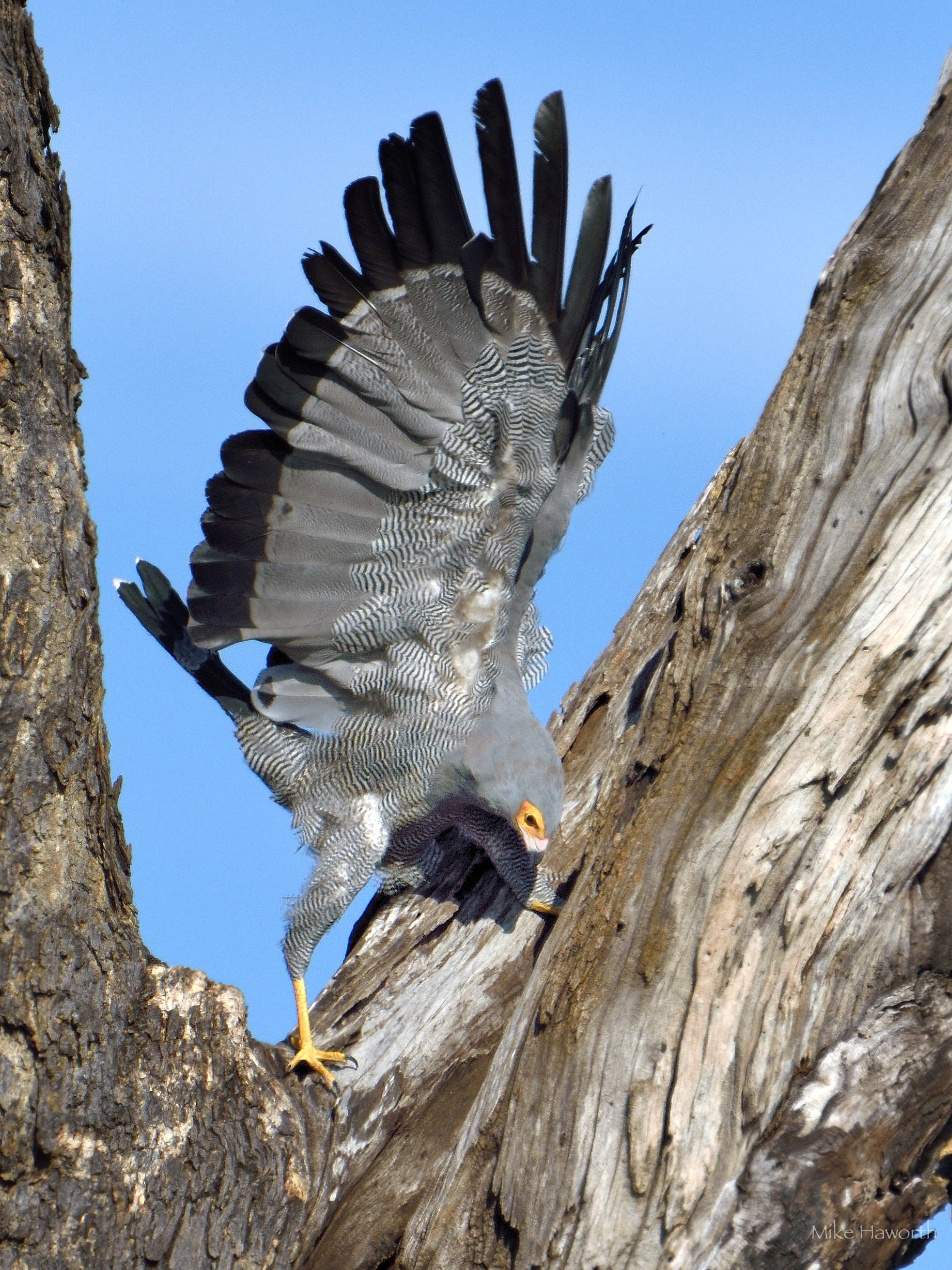 African Harrier Hawks | Howie's Wildlife Images