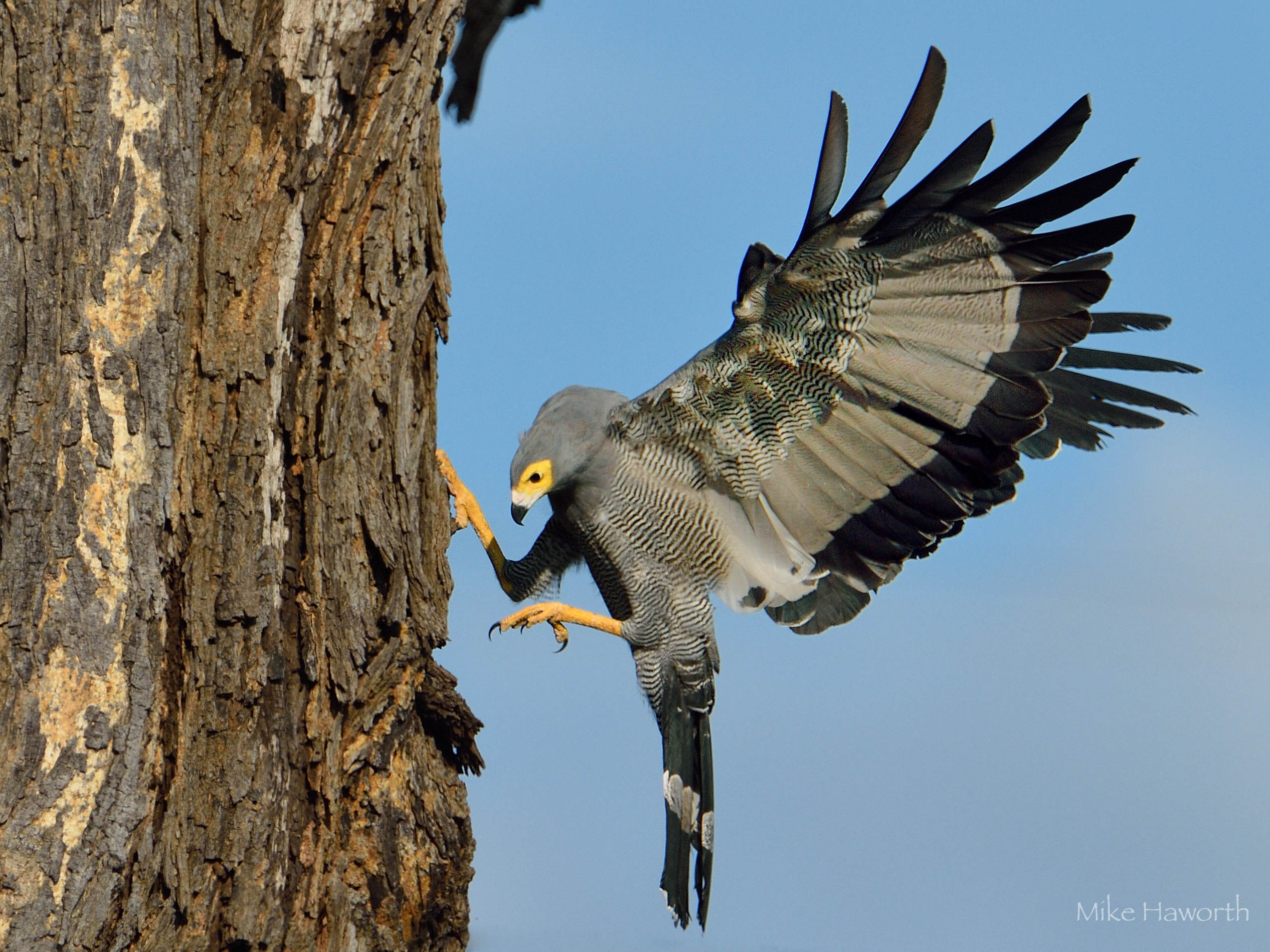 African Harrier Hawks | Howie's Wildlife Images