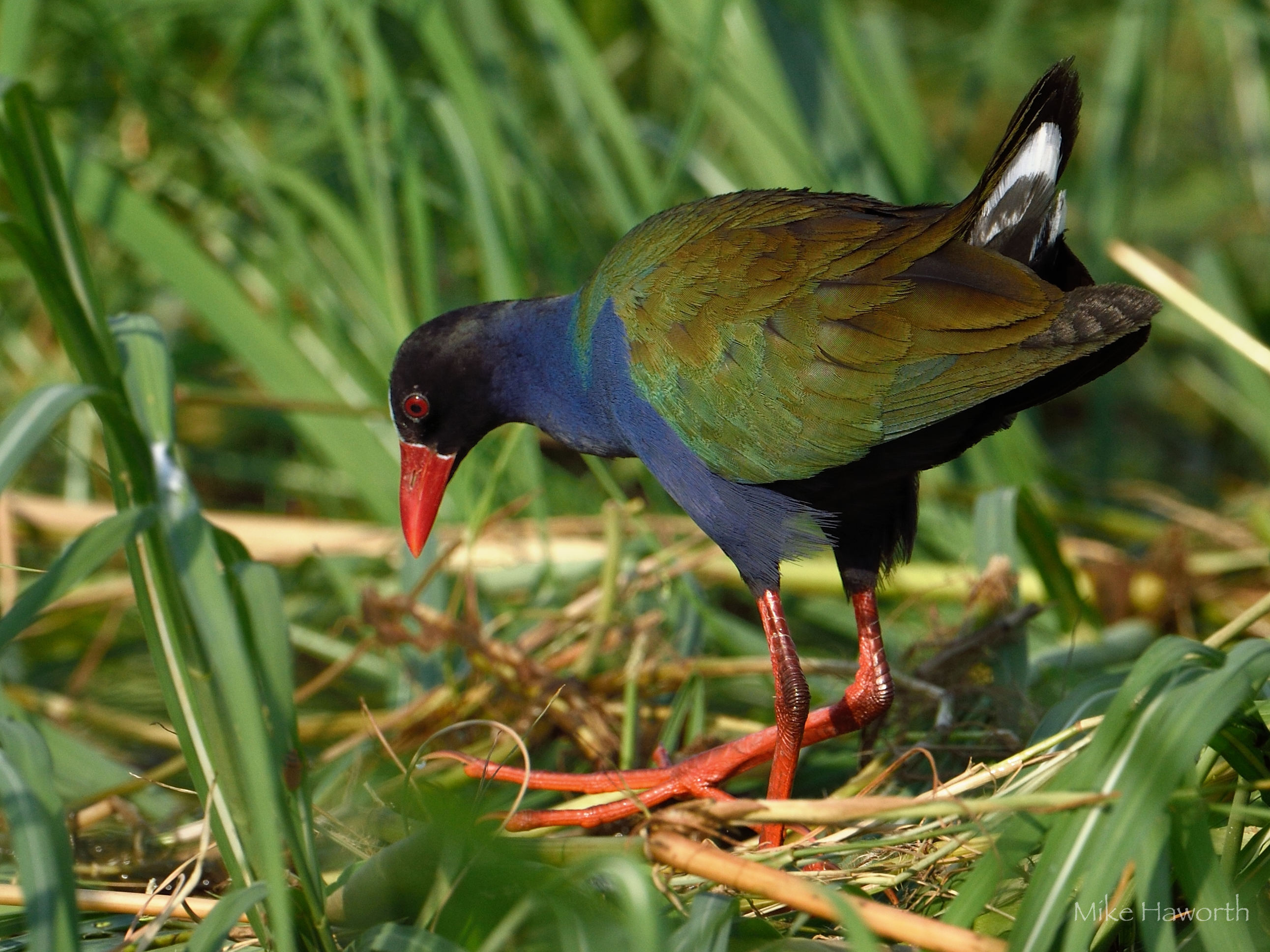 Gallinules | Howie's Wildlife Images
