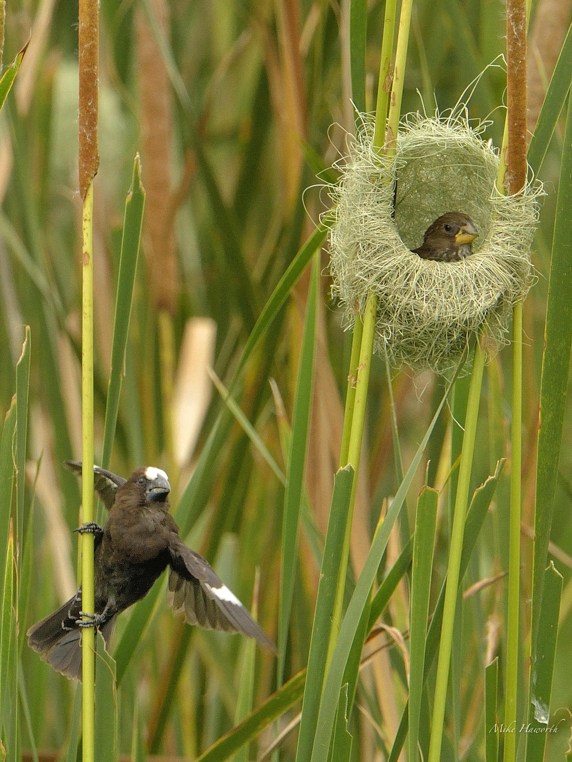 Weavers, Sparrow-Weavers and Buffalo-Weavers | Howie's Wildlife Images