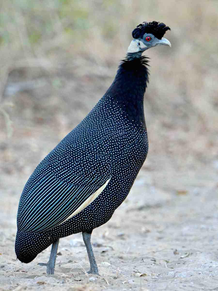 Tembe PM 21-Jun-14 0186 | Howie's Wildlife Images