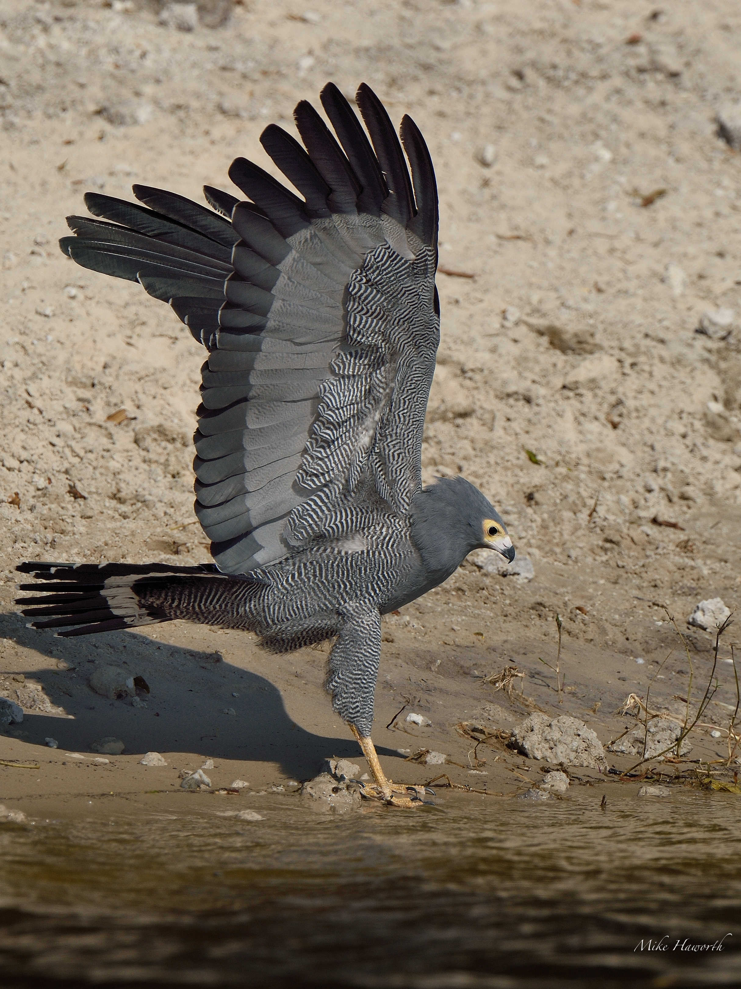 African Harrier Hawks | Howie's Wildlife Images