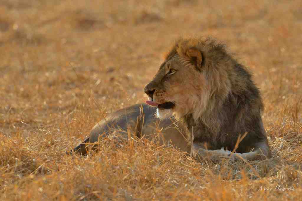 September | 2014 | Howie's Wildlife Images